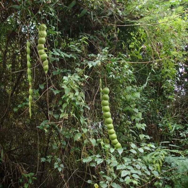 Entada Rheedii - Indian Spirit